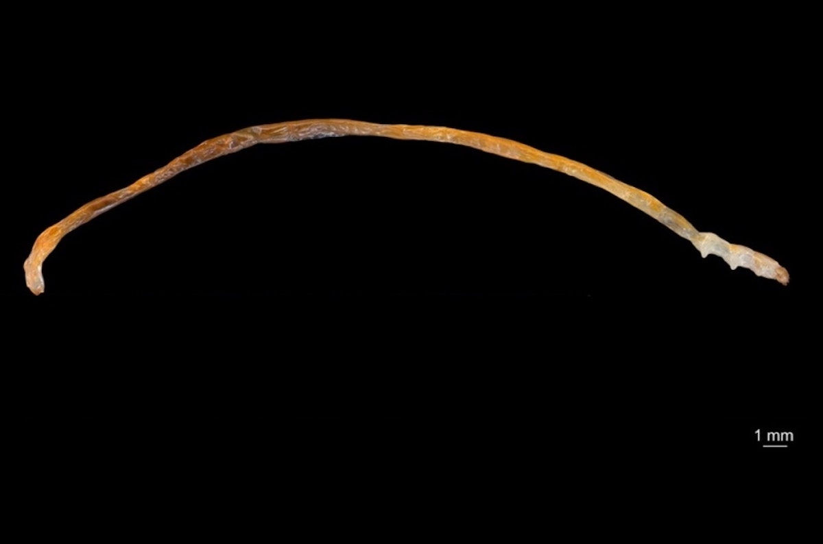 Identifying Bugs Science Learning Hub