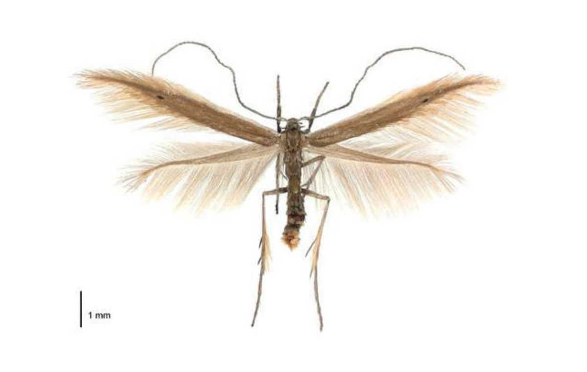 Moth collecting — Science Learning Hub