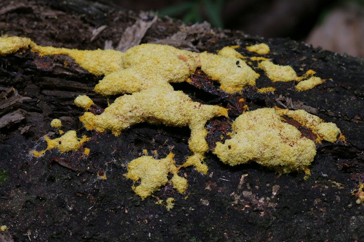 Growing fungi on bread — Science Learning Hub