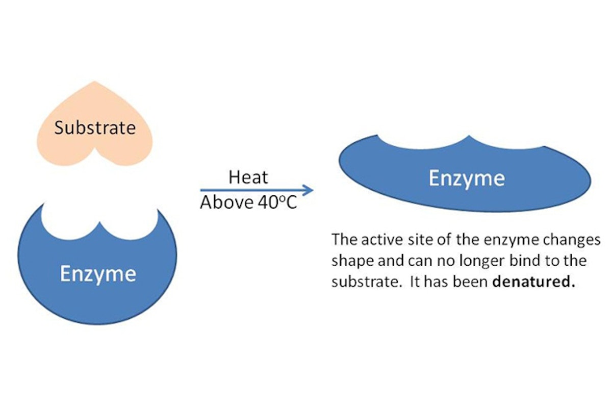 Rate of digestion — Science Learning Hub