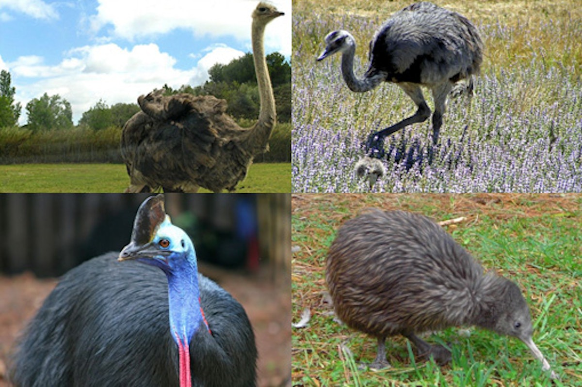 Ostrich, rhea, cassowary and kiwi — Science Learning Hub