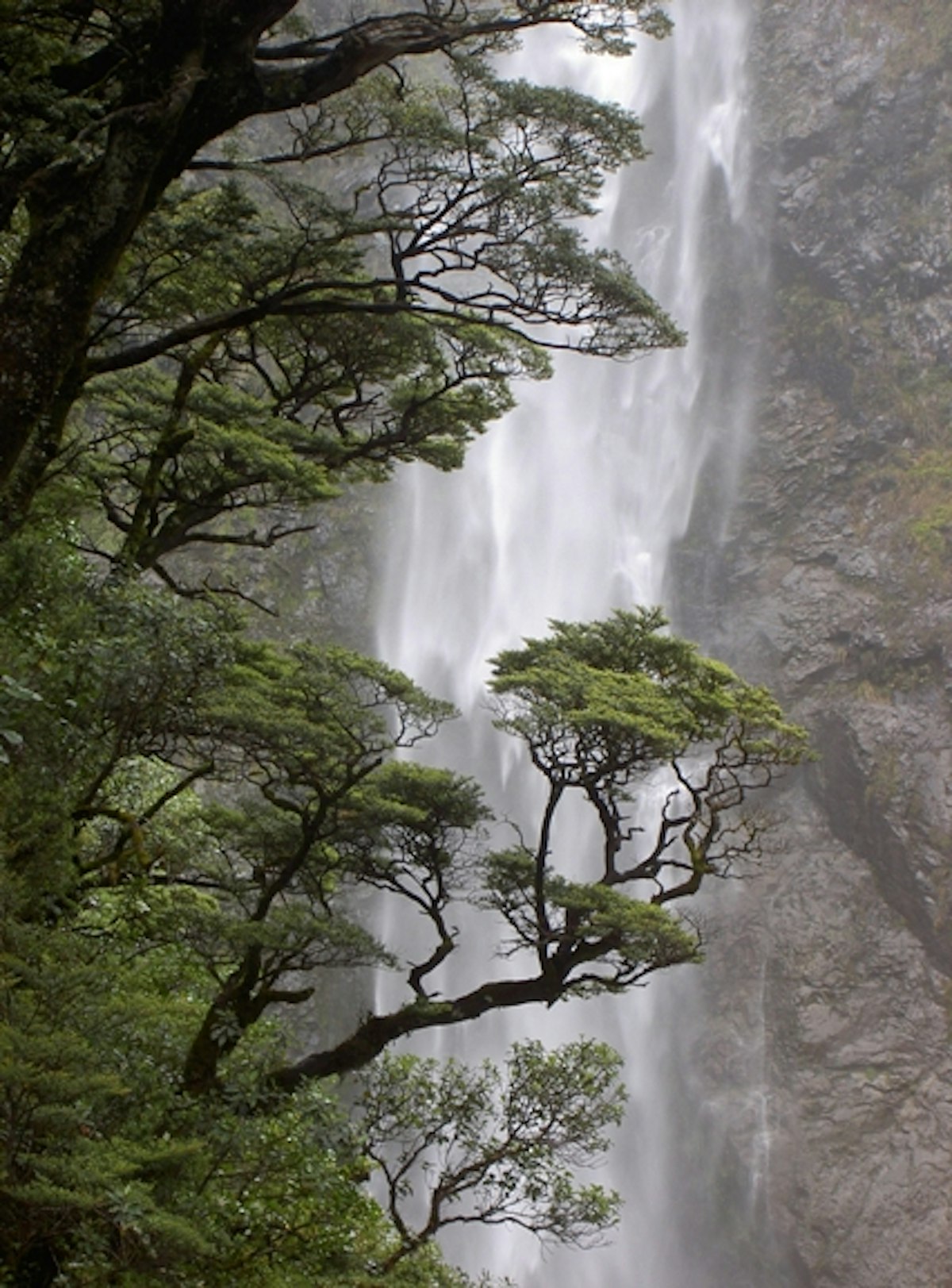 Our native trees — Science Learning Hub