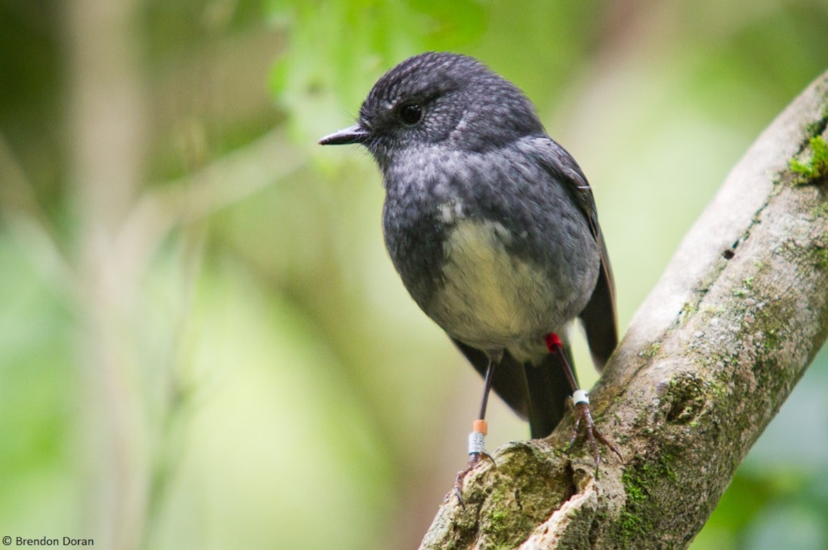 North Island robin — Science Learning Hub