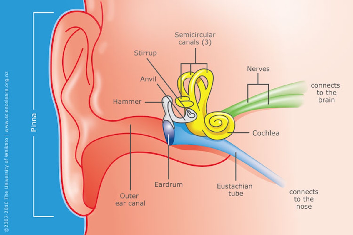 Ear structure — Science Learning Hub