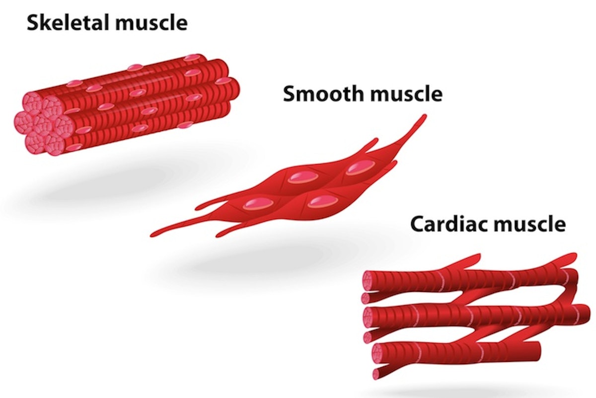 Muscle structure – muscle under the microscope