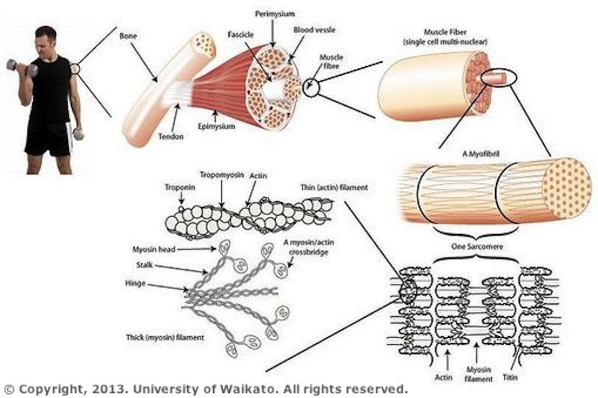 Muscle structure — Science Learning Hub