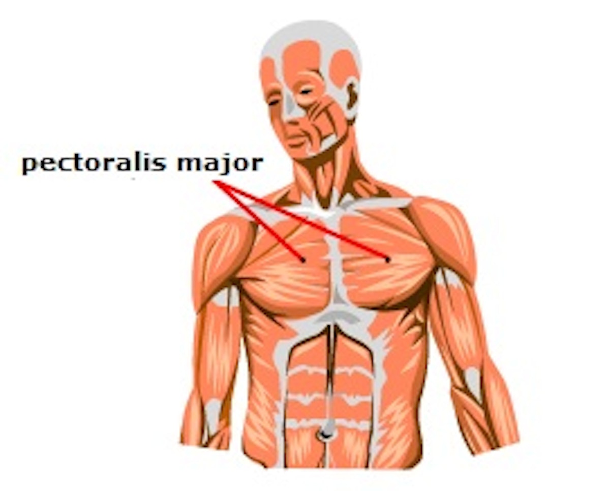 Pectoralis major muscle — Science Learning Hub