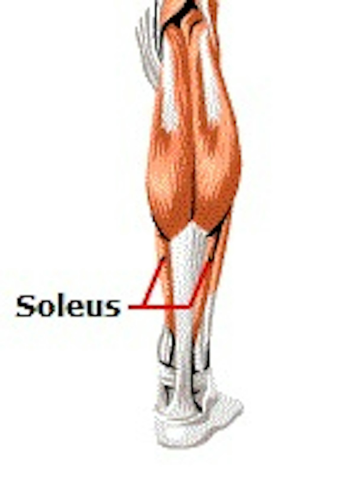 Soleus muscle — Science Learning Hub