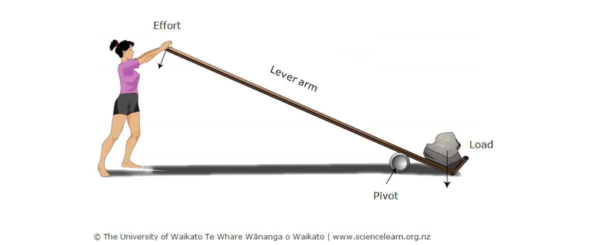 What levers does your body use? — Science Learning Hub