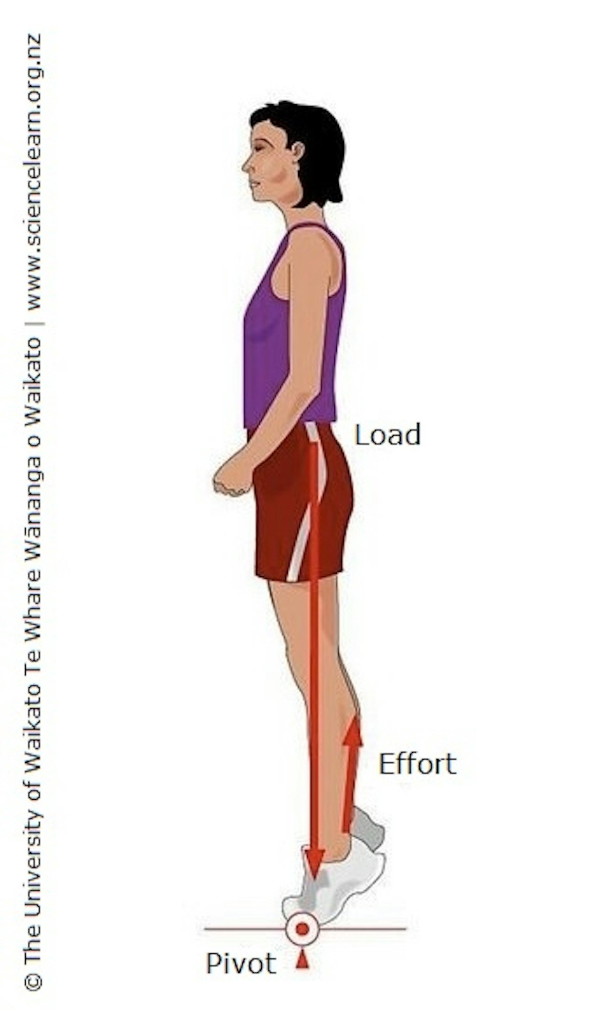 Tip-toe — Science Learning Hub