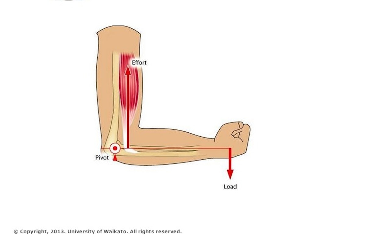 Bent arm — Science Learning Hub
