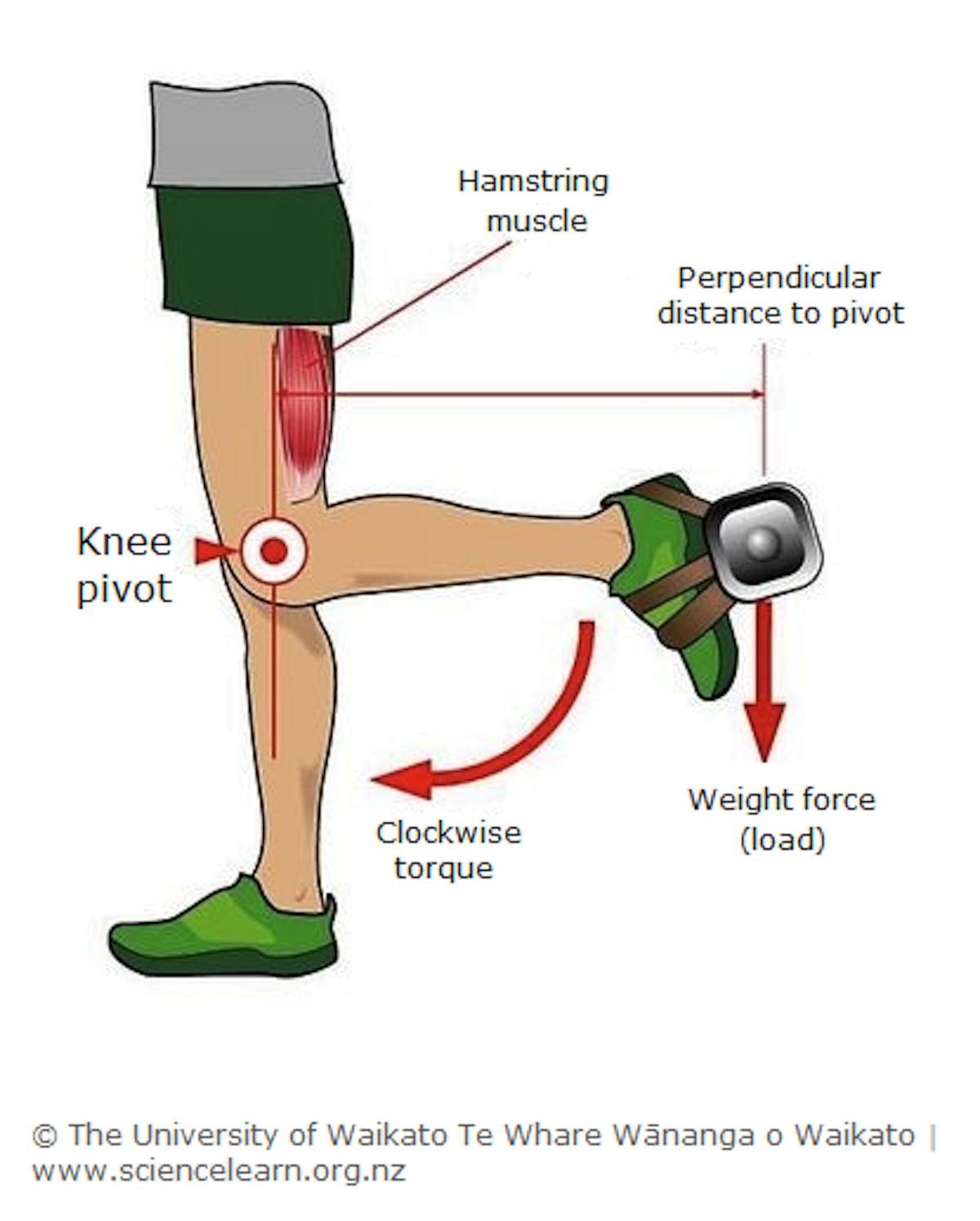 Hamstring — Science Learning Hub