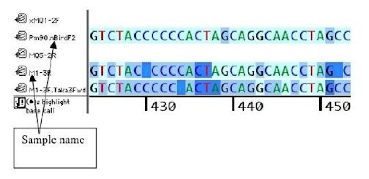 Pūkeko DNA — Science Learning Hub