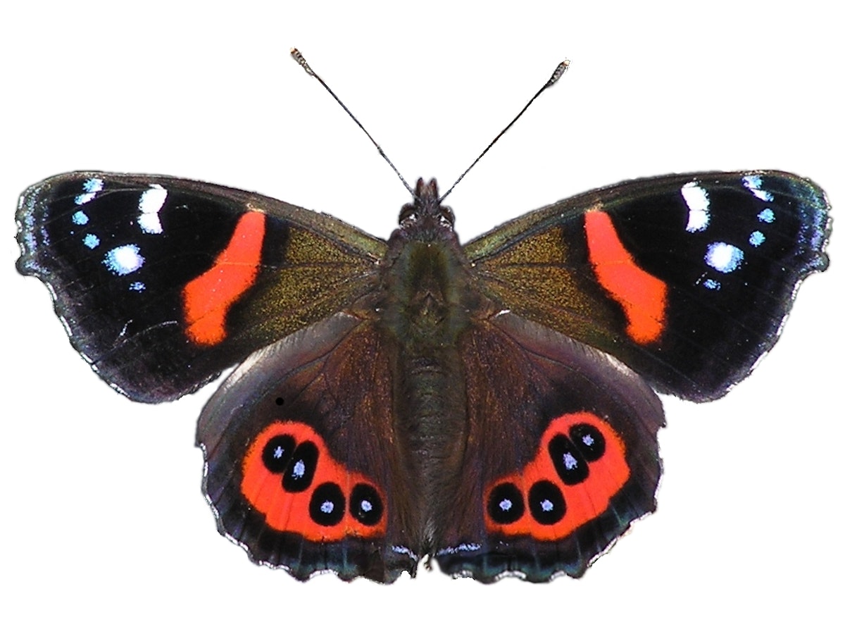 Red admiral — Science Learning Hub