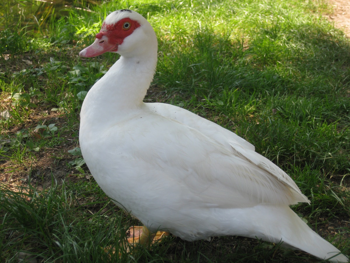 Muscovy duck — Science Learning Hub