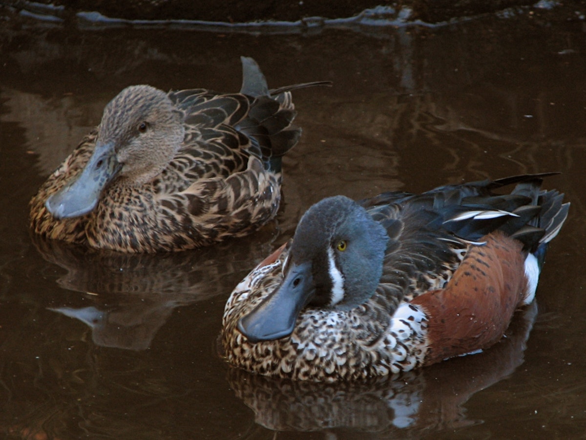 Introducing New Zealand ducks — Science Learning Hub