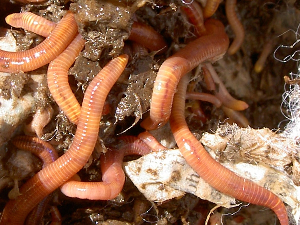 Bioindicators — Science Learning Hub