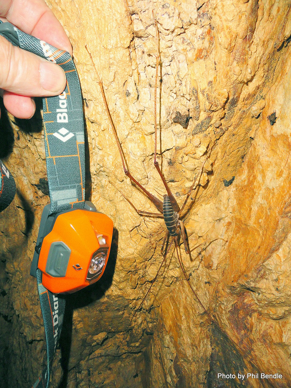 Cave wētā — Science Learning Hub