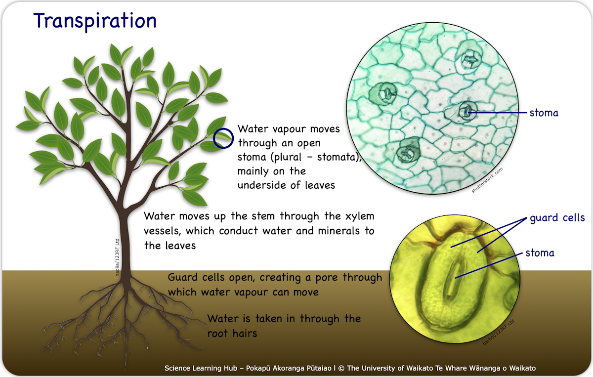 Transpiration — Science Learning Hub