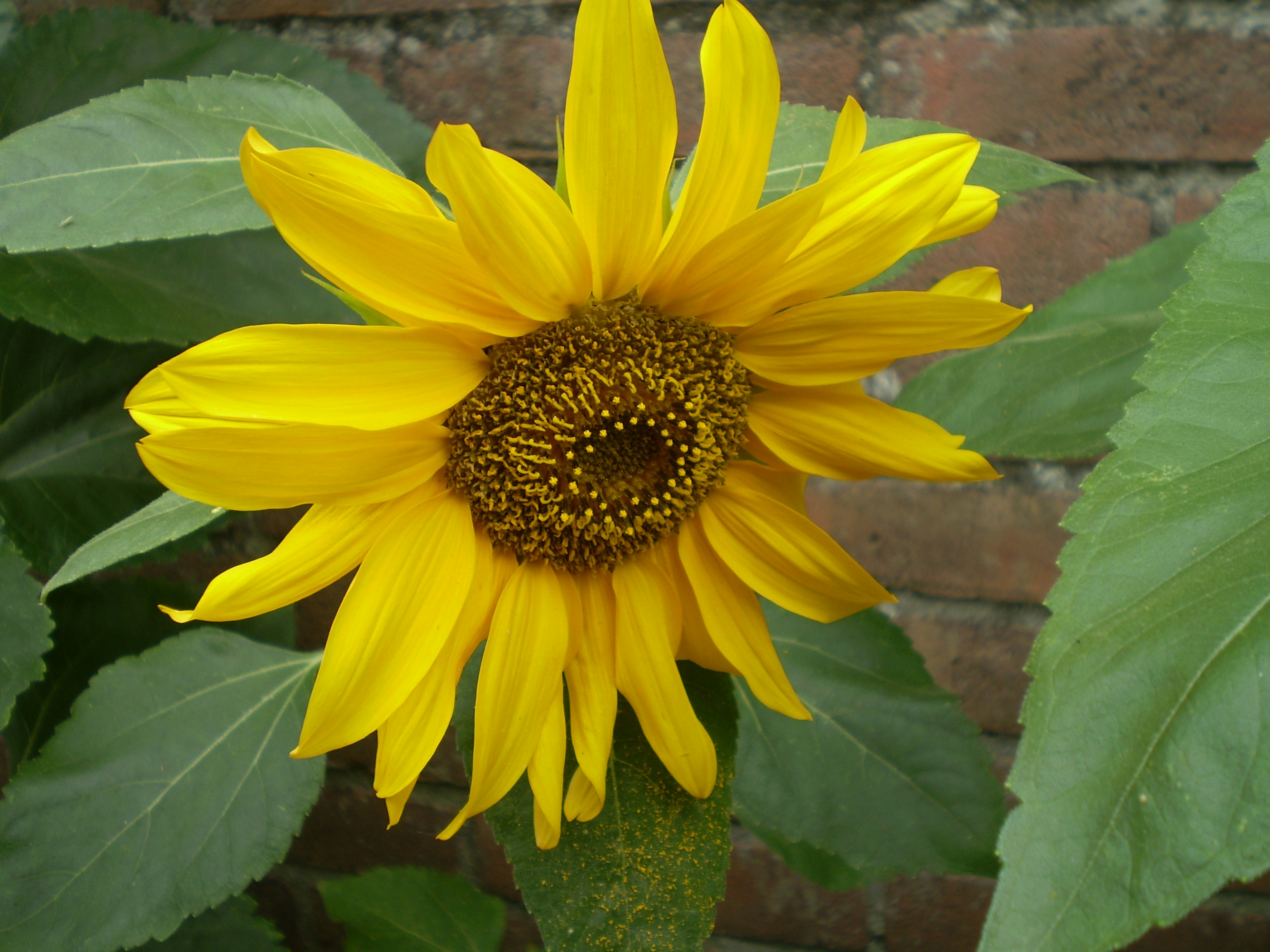 Sunflower Science Learning Hub Sunflower Science Learning Hub