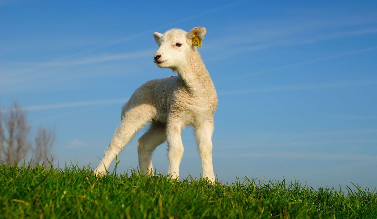 Public acceptance of using genetically modified bacteria to reduce ...