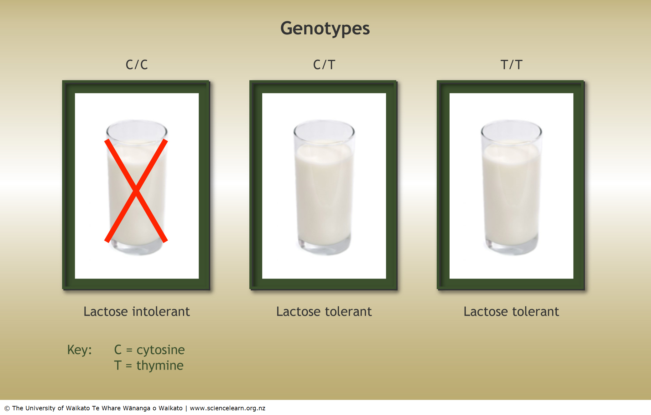 Lactose Intolerance Causes