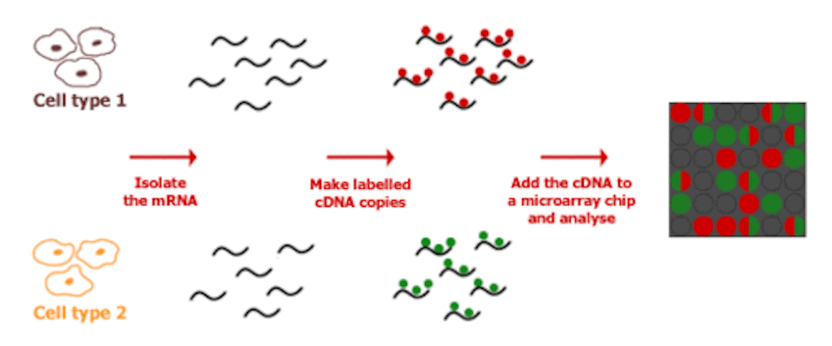 Setting up a microarray experiment — Science Learning Hub