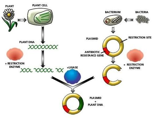 Bacterial Transformation Heat Shock