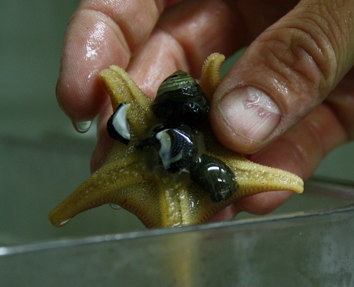 Stomach — Science Learning Hub