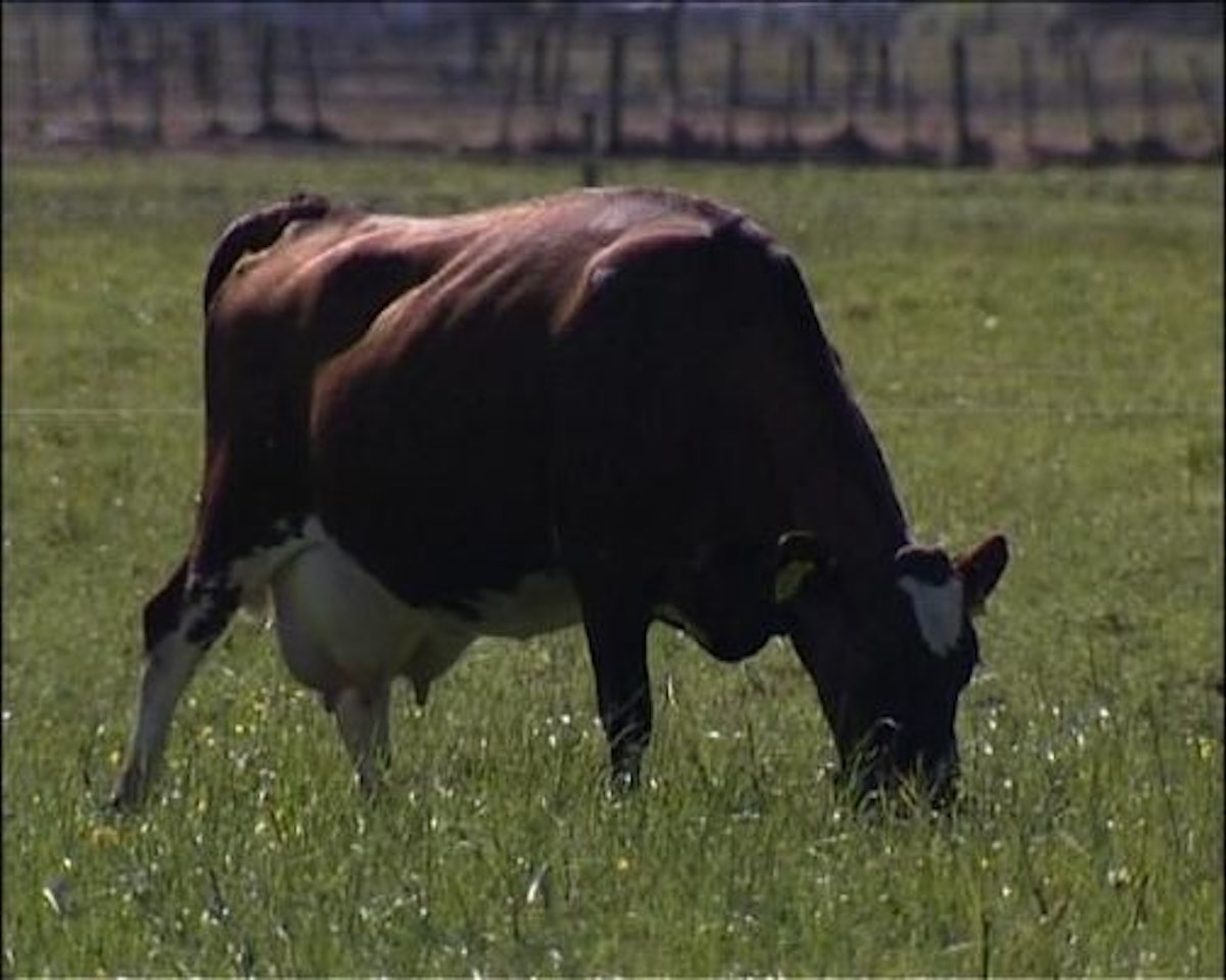 Jersey cow — Science Learning Hub