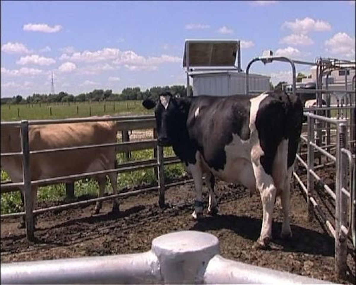 Cow selection unit — Science Learning Hub