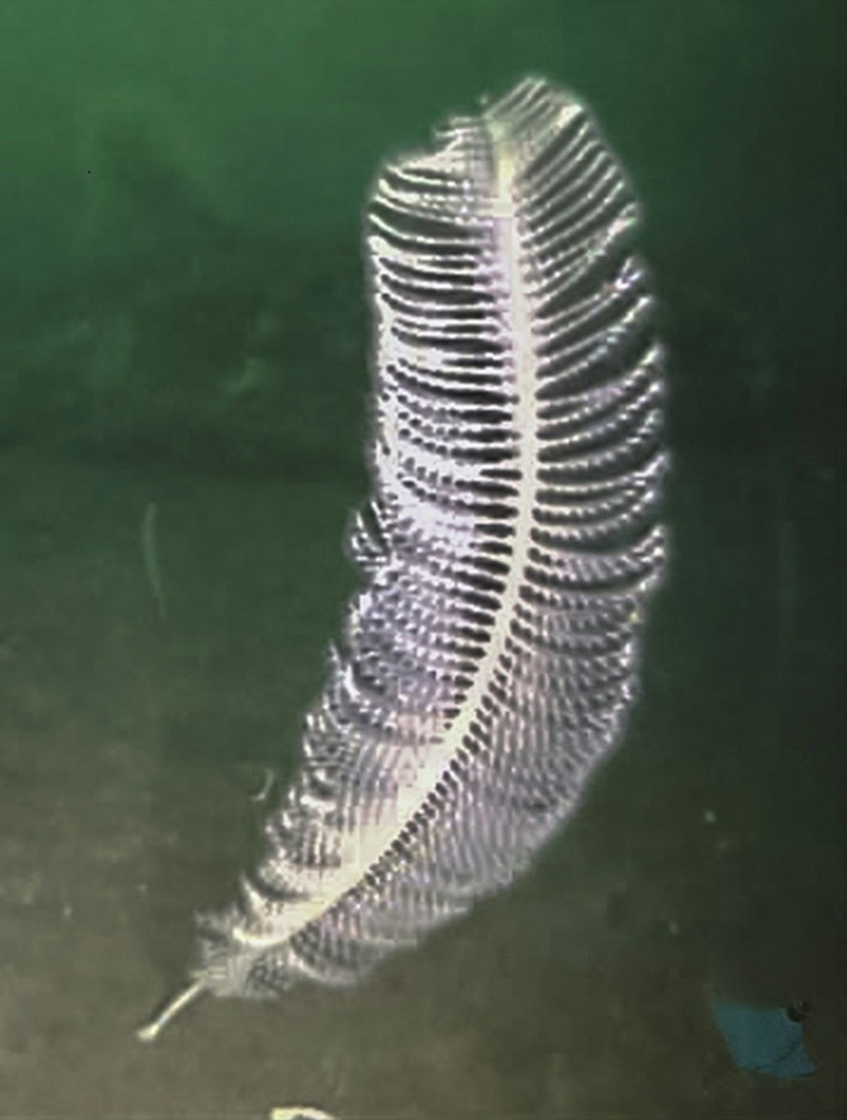 Sea pen — Science Learning Hub