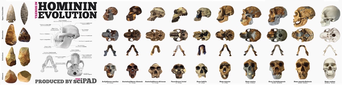 sciPAD’s hominin evolution banner — Science Learning Hub
