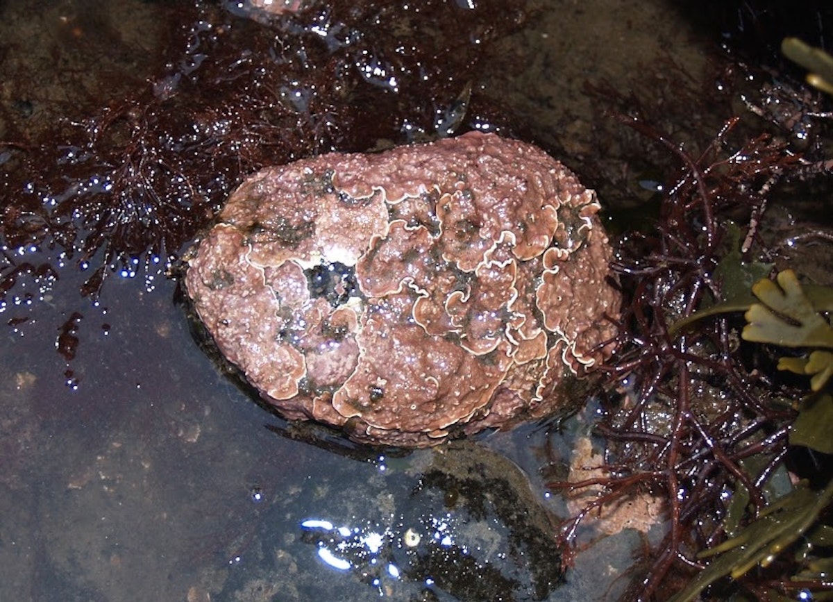 Coralline algae — Science Learning Hub