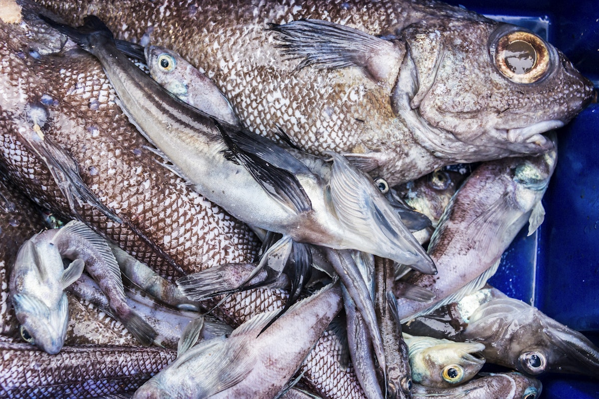 Icefish — Science Learning Hub