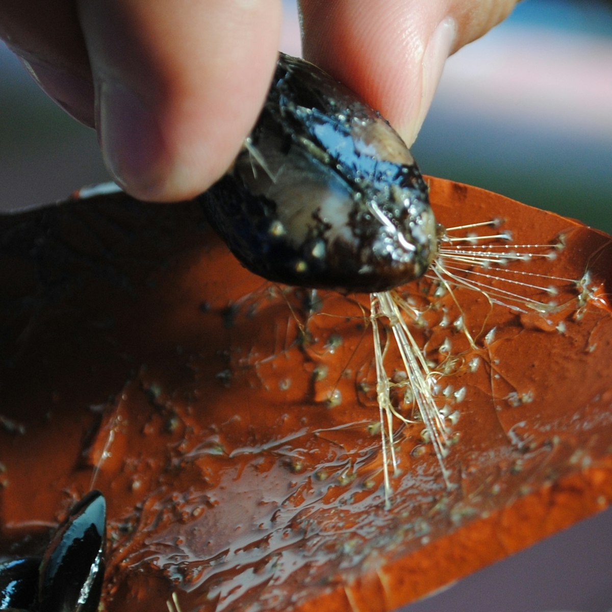 Mussel attached to clay — Science Learning Hub