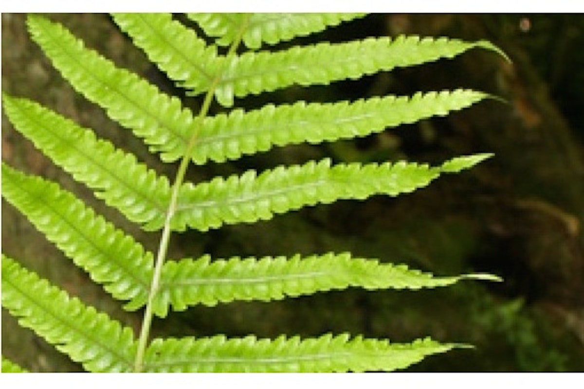 Pinnae — Science Learning Hub