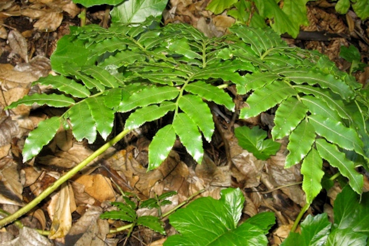 Stipe — Science Learning Hub