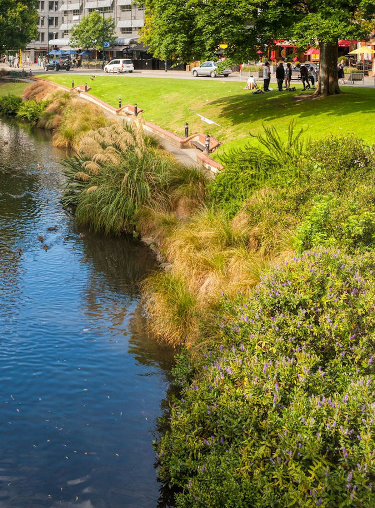 Plant stream edges — Science Learning Hub