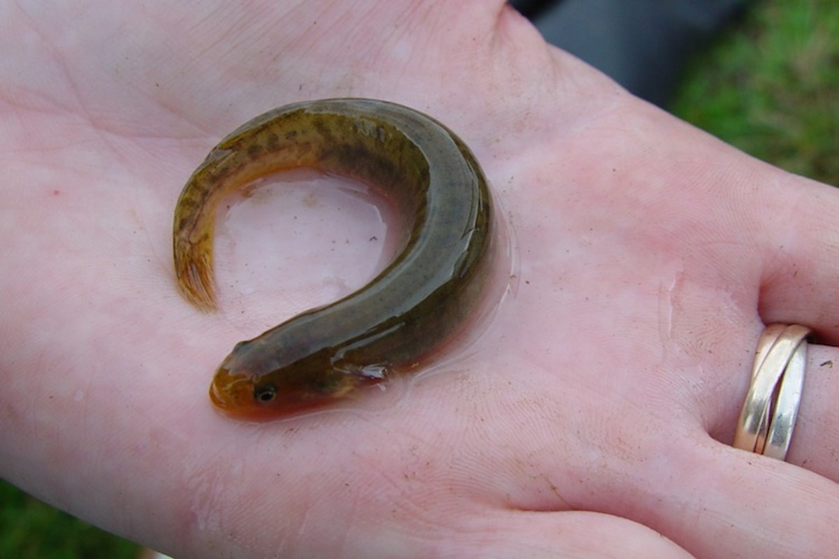 Mudfish — Science Learning Hub
