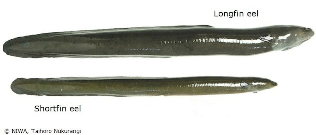 Shortfin eel — Science Learning Hub
