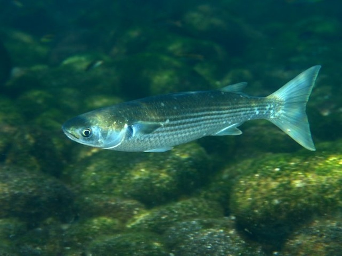 Grey mullet — Science Learning Hub