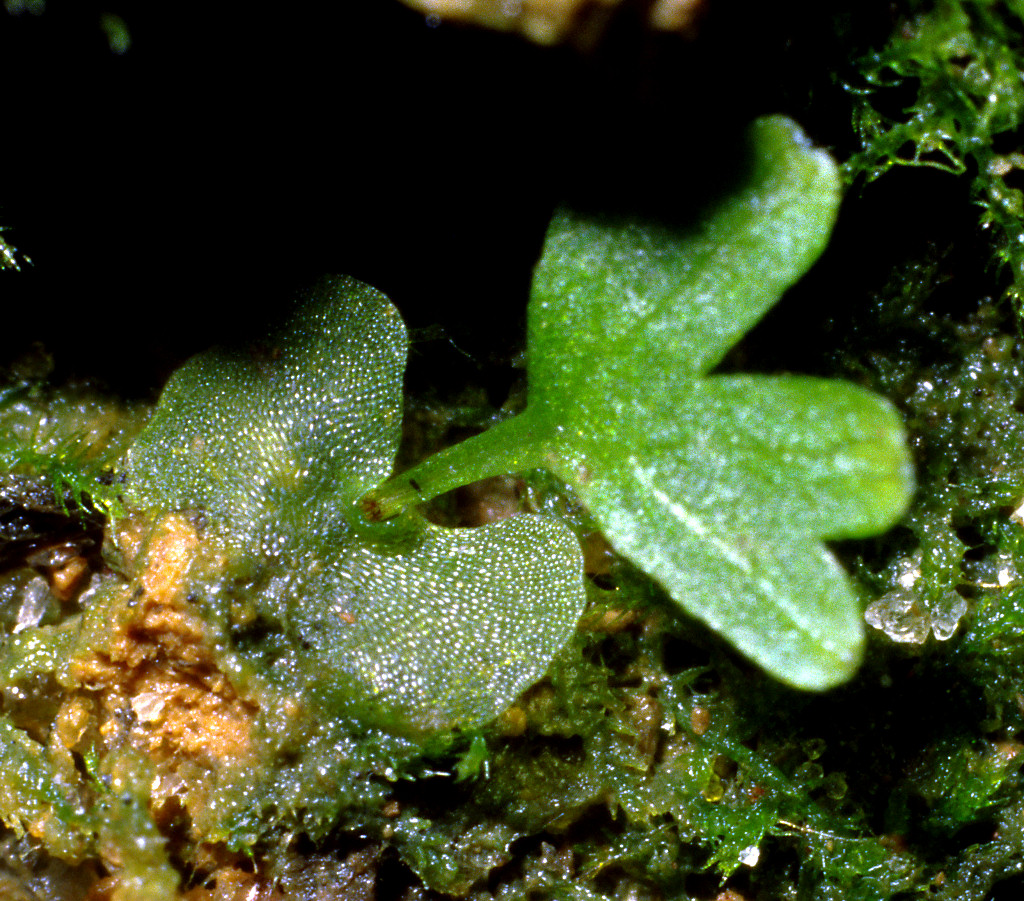 Fern Sporophyte Microscope Theobrominated: Gametophytes