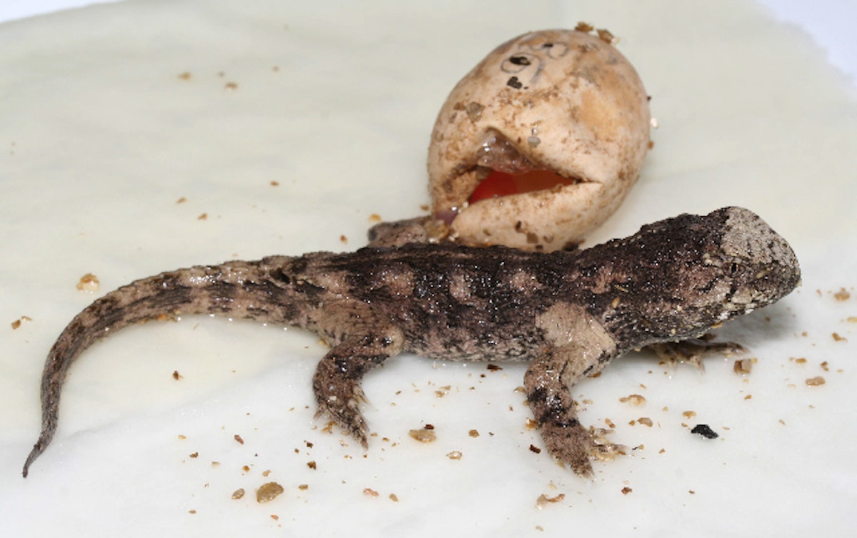Egg tooth — Science Learning Hub