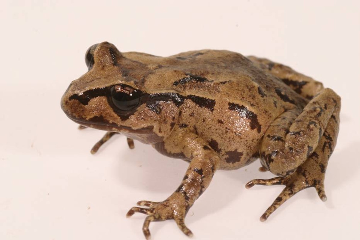 Frogs’s ears — Science Learning Hub
