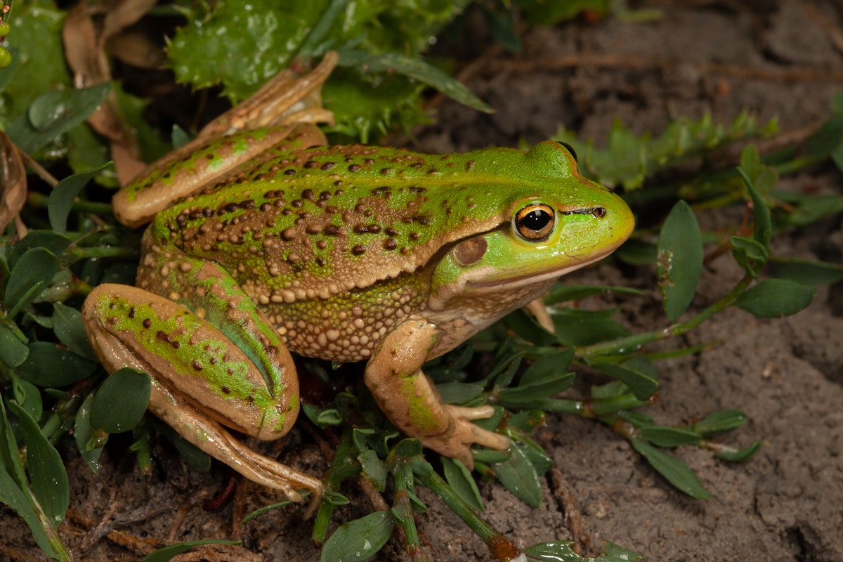 Southern bell frog — Science Learning Hub