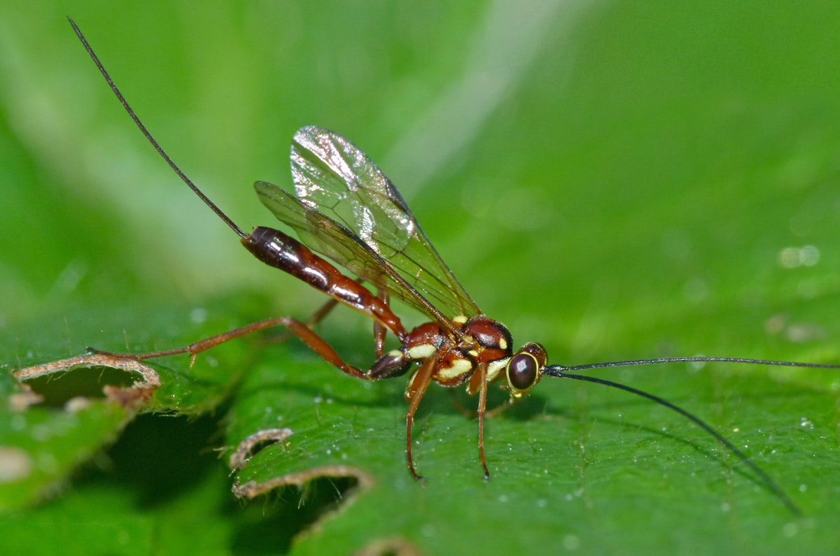 Parasitoid wasp life cycle — Science Learning Hub