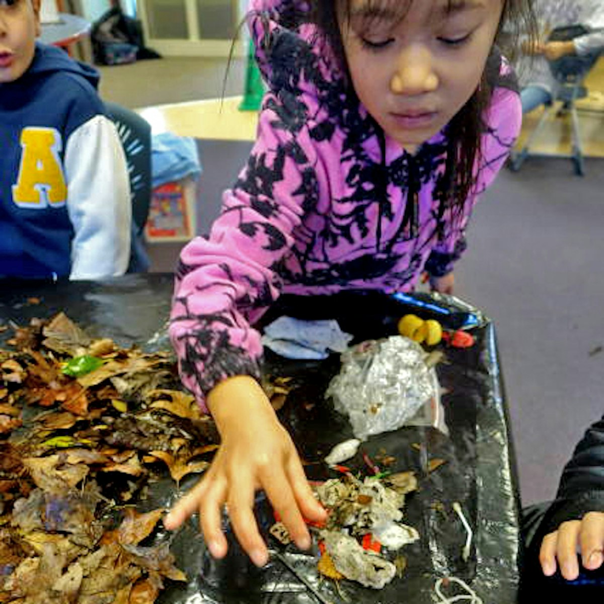 Sorting litter — Science Learning Hub