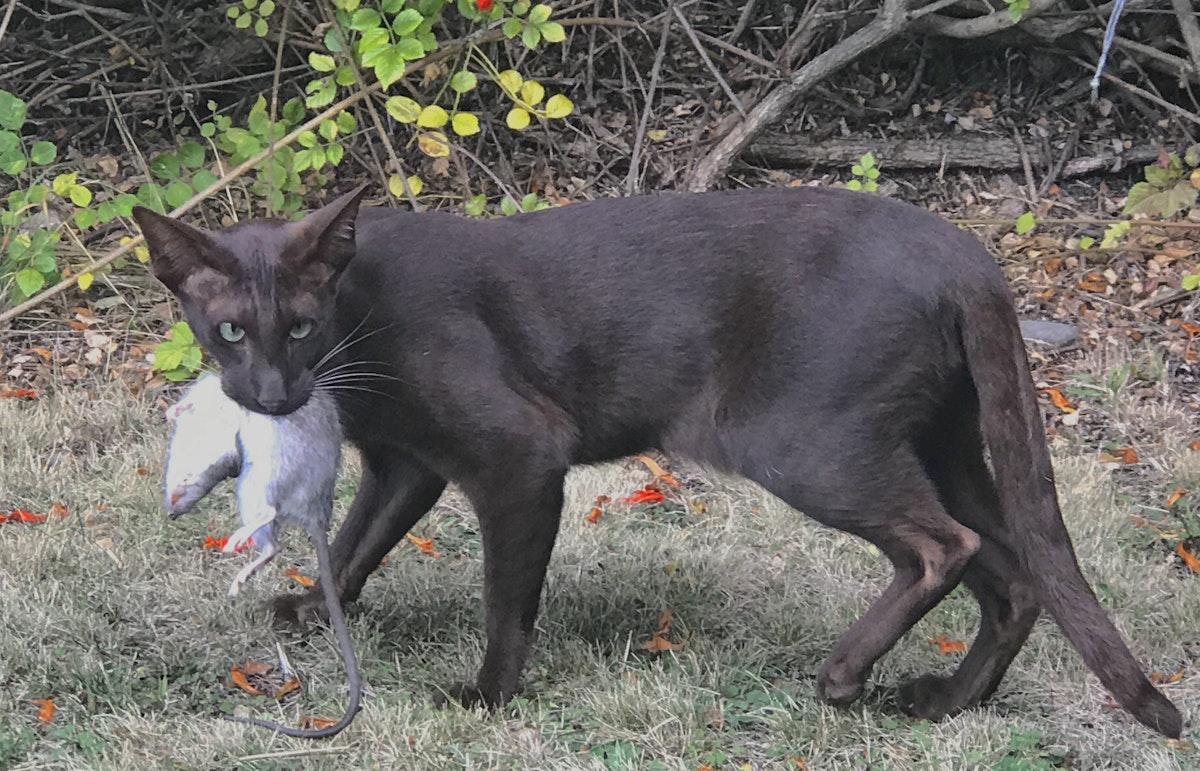 Cat with a rat — Science Learning Hub