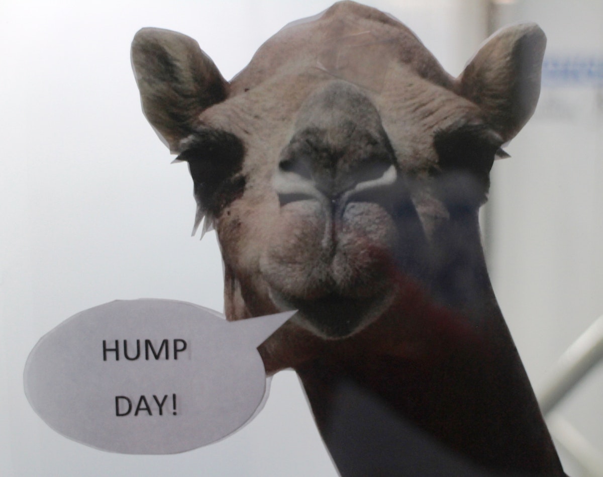 Hump day celebrations — Science Learning Hub